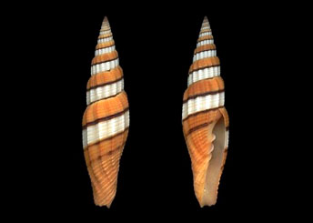 涡螺总科 Volutacea 蓝色动物学（中国动物学科普）